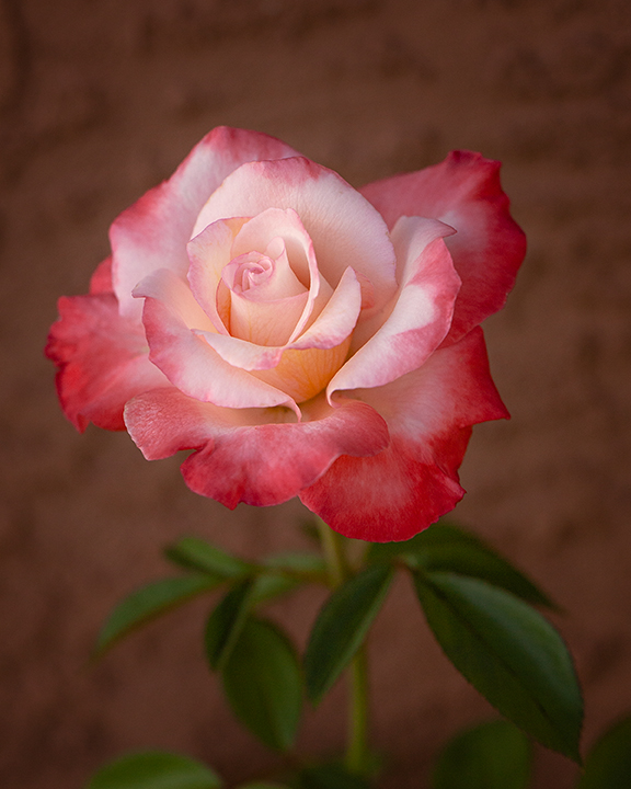Rose Photography - Susan Brandt Graham Photography