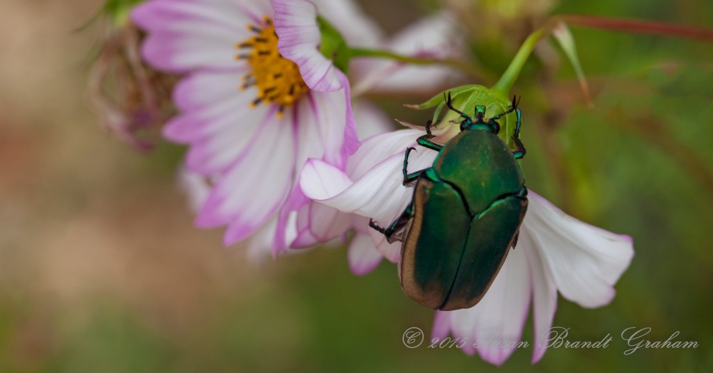 Late Summer Insects - Susan Brandt Graham Photography
