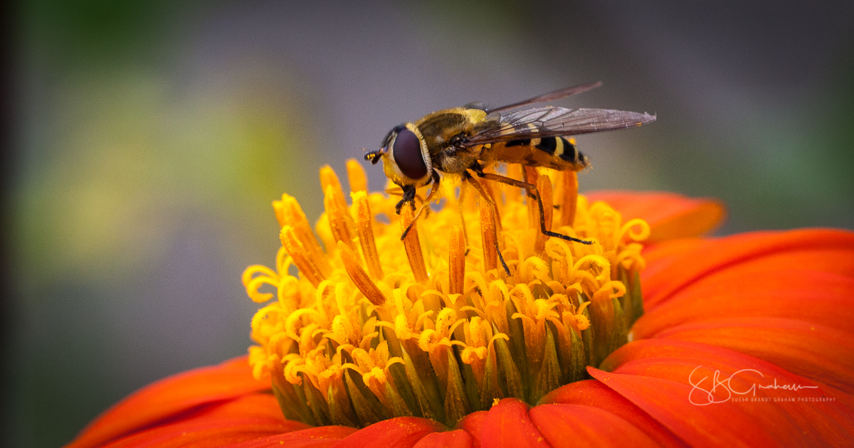Pollen Wasp: No, Just a Hoverfly - Susan Brandt Graham Photography